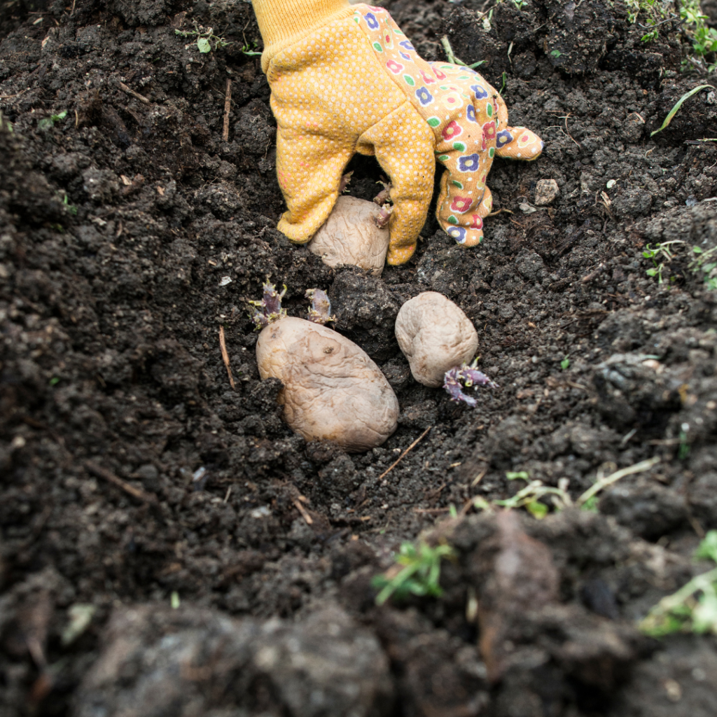 Planting Seed Potatoes - CORE FEED
