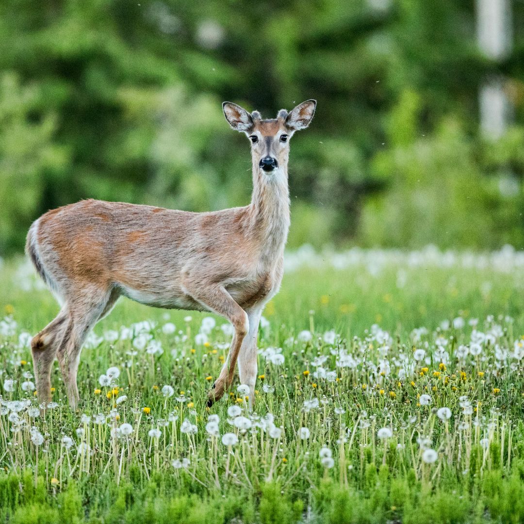 Feeding Deer in Late Spring and Summer - CORE FEED